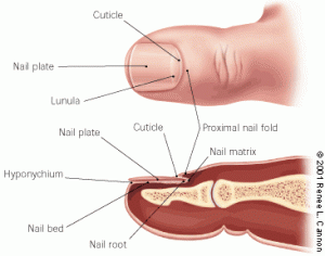 Acrylic nail fungus part 2